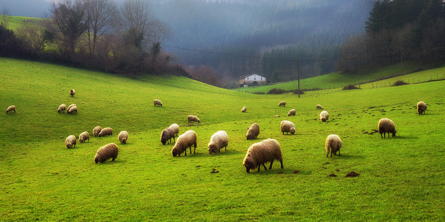 San Sebastián: Idiazabal Cheese Route - Private tours in Spain and Portugal