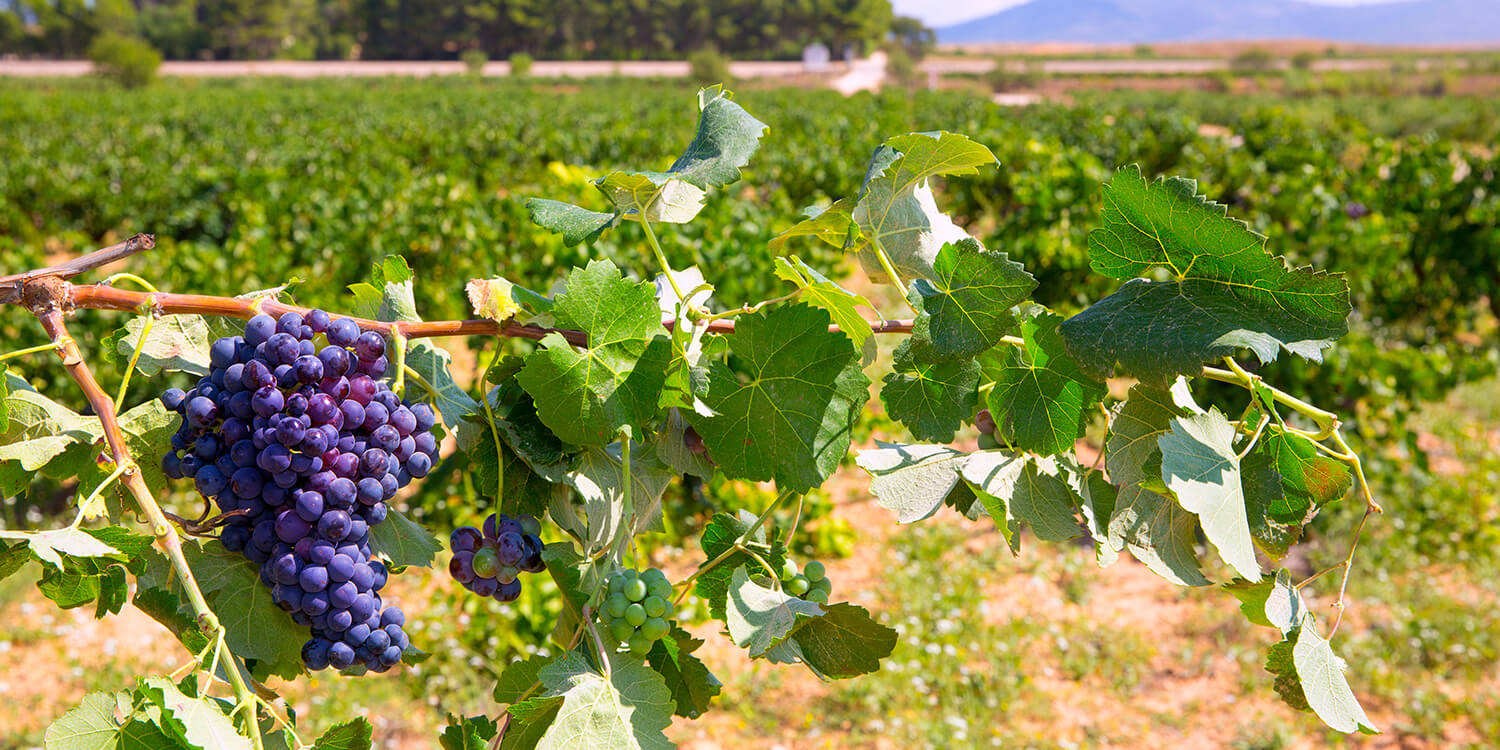 Valencia: Requena Wine Tour - Private tours in Spain and Portugal