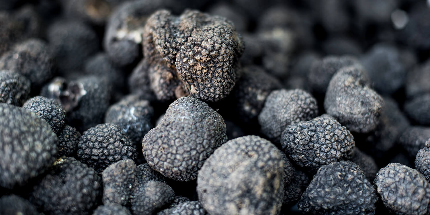 Spain Truffle Hunting Experience - Private tours in Spain and Portugal