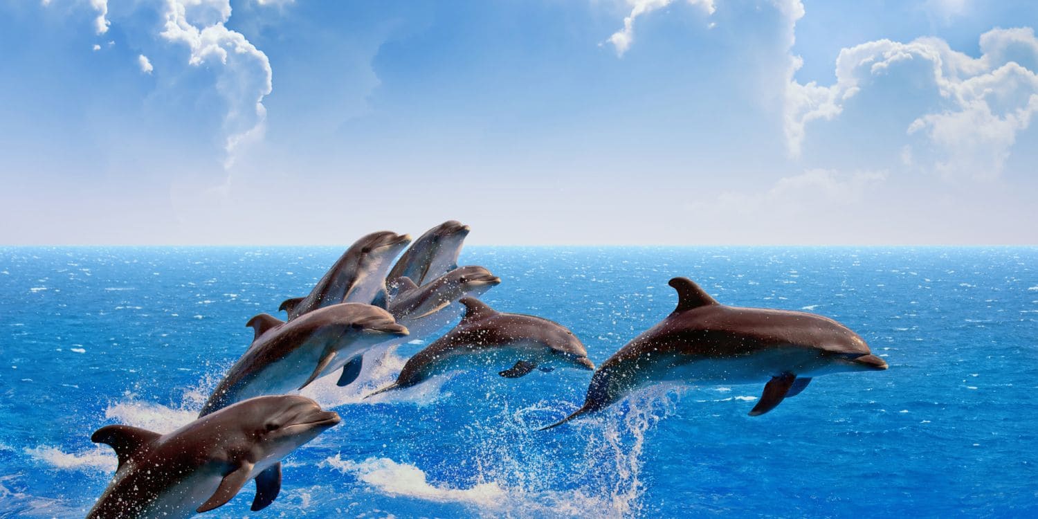 Dolphins in Portugal: Dolphin Watching Algarve Boat Tour - Private ...